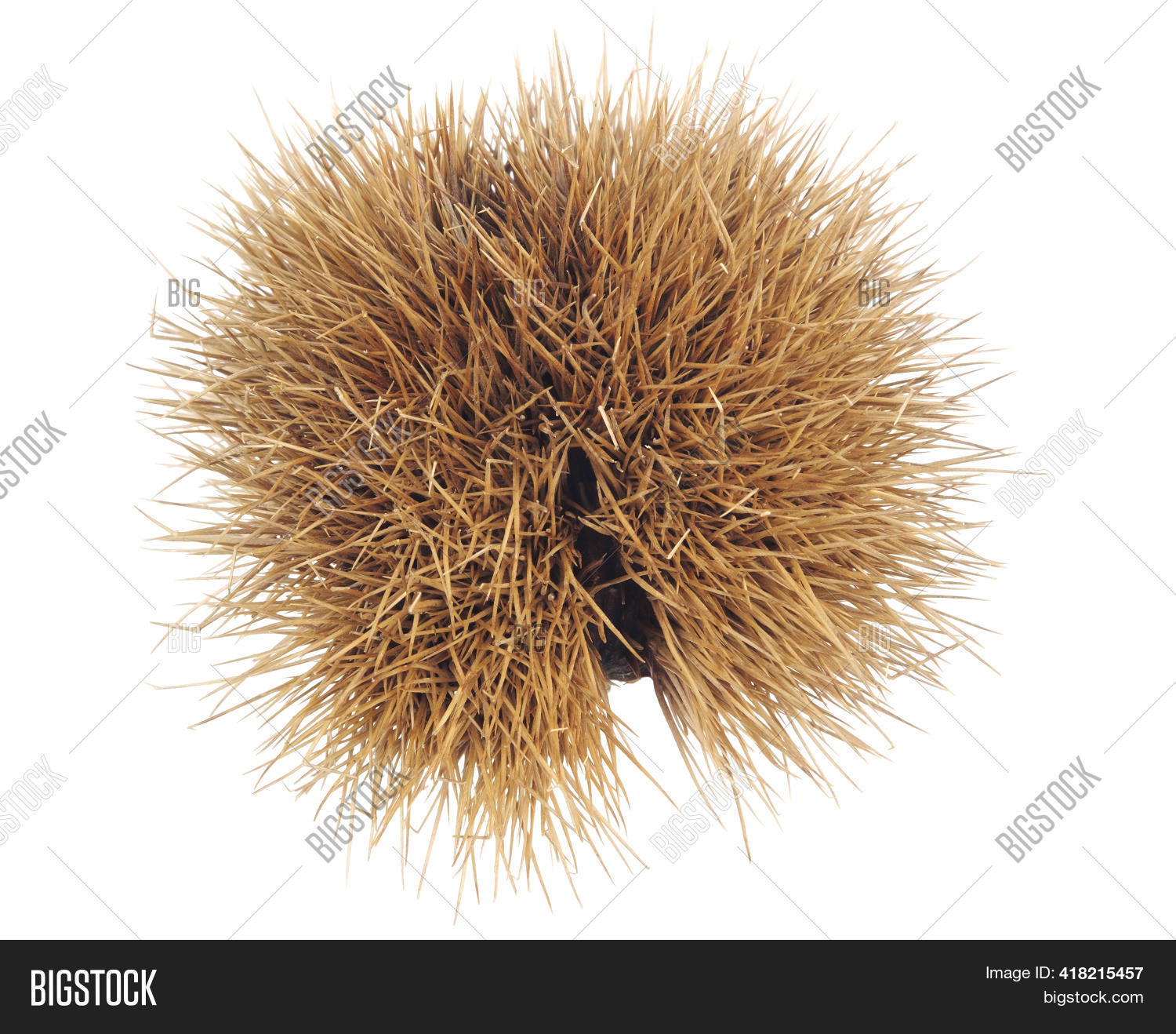 Spiky Chestnut Shell Image & Photo (Free Trial) | Bigstock