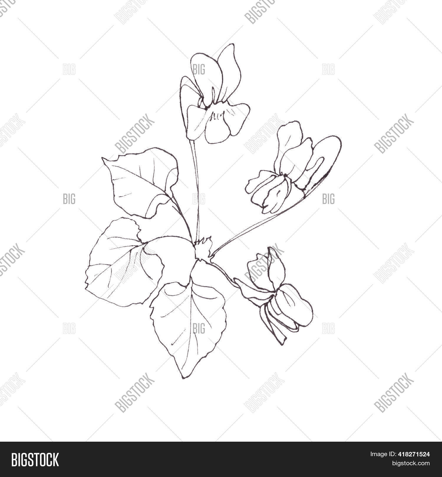 Viola Odorata. Violet Image & Photo (Free Trial) | Bigstock