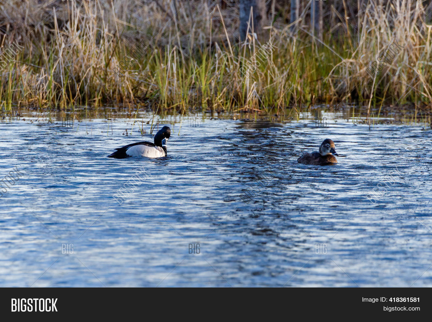 Pair Mating Ring- Image & Photo (Free Trial) | Bigstock