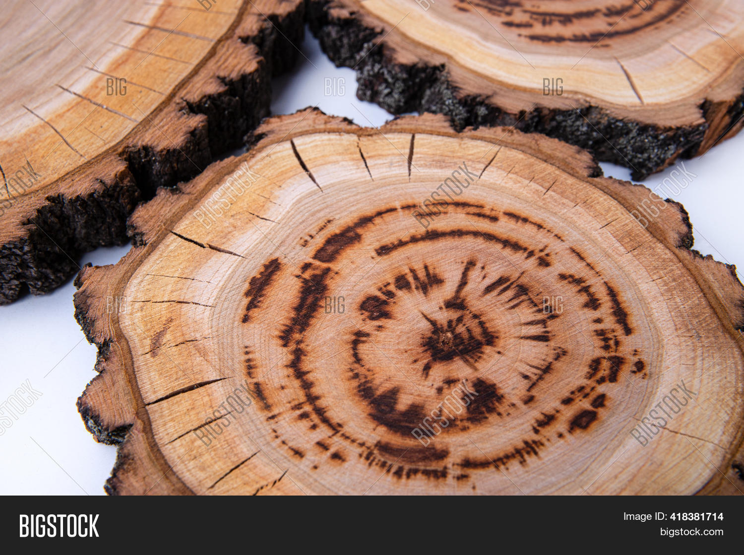 Cross Section Tree. Image & Photo (Free Trial) | Bigstock