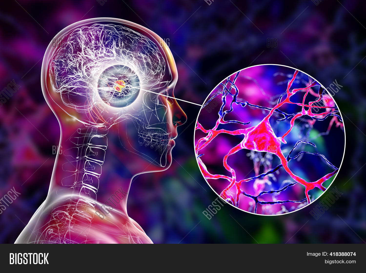 Amygdala Brain, Image & Photo (Free Trial) | Bigstock