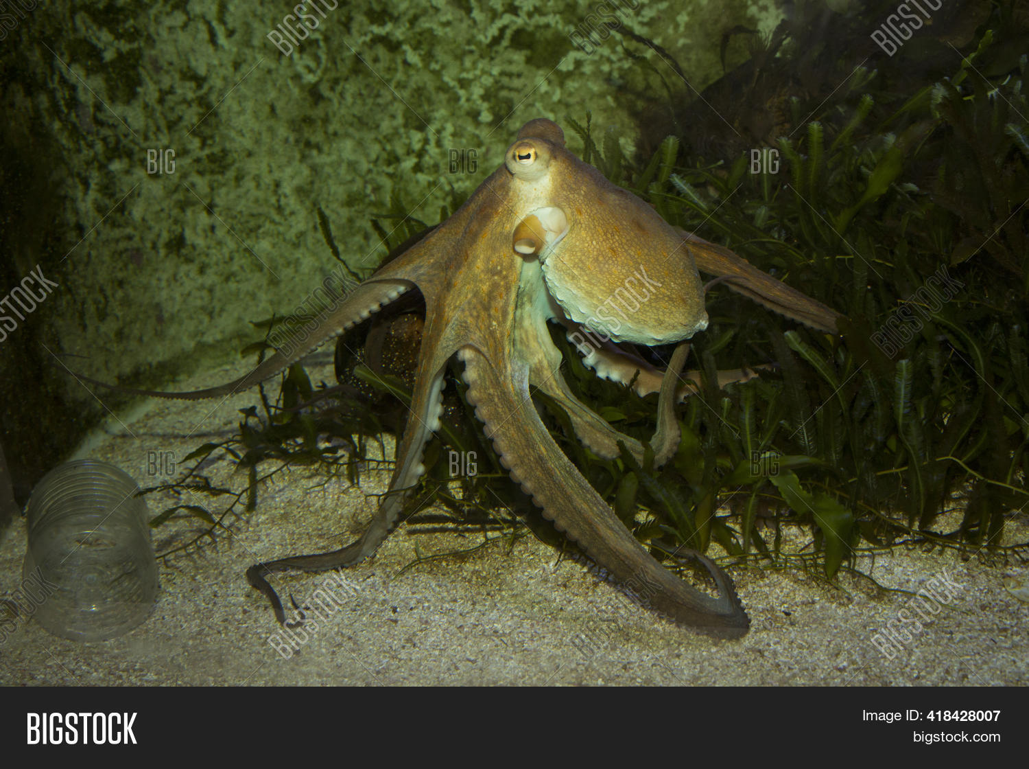 Common Octopus ( Image & Photo (Free Trial) | Bigstock
