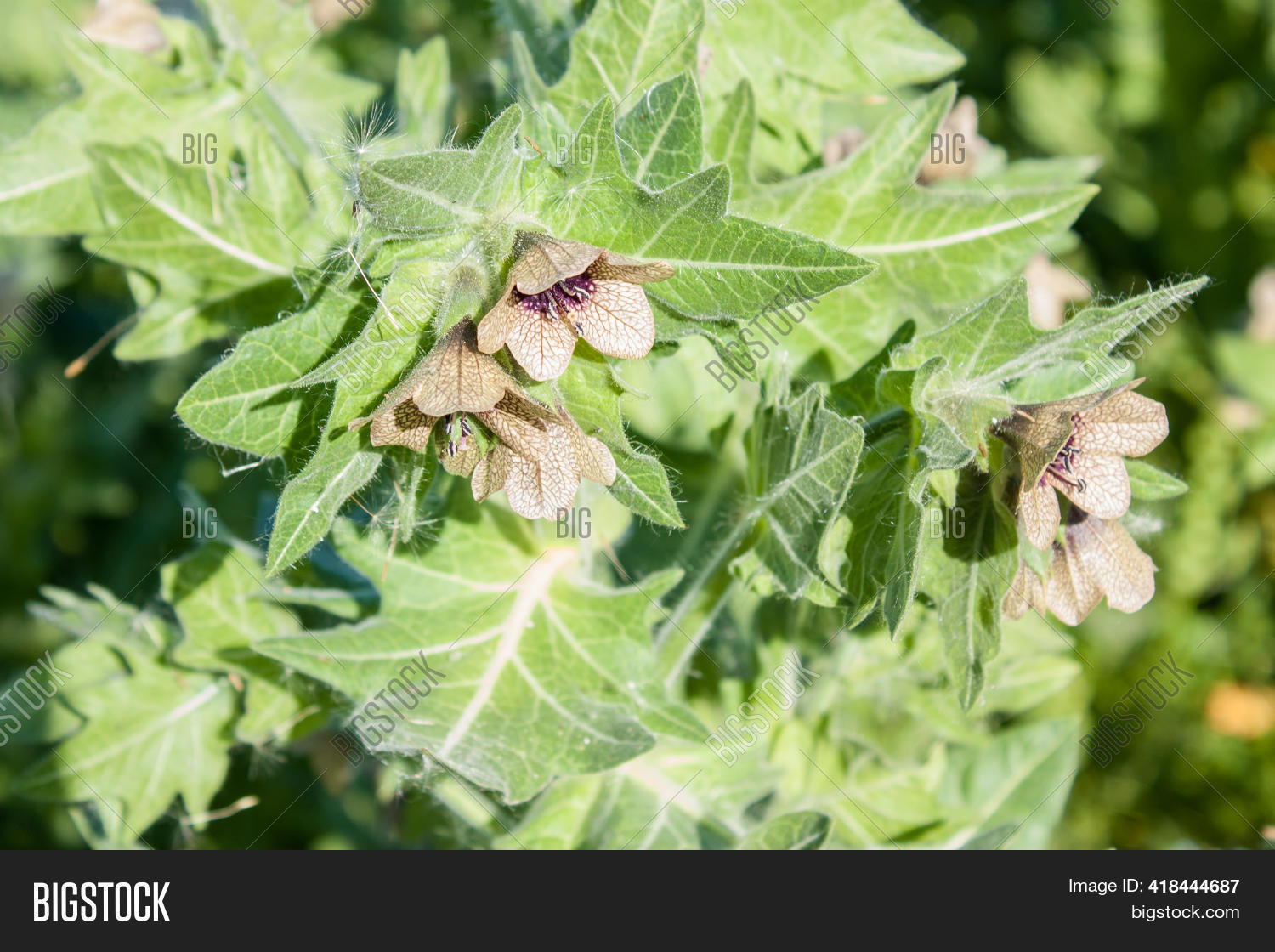 Flowers Black Henbane Image & Photo (Free Trial) | Bigstock