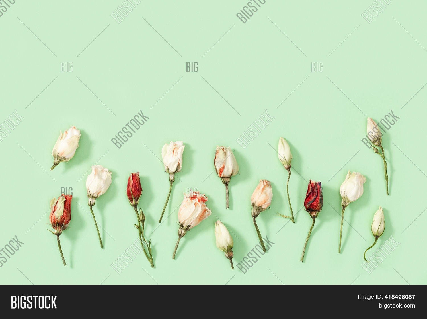Close- Bud Dry Flower Image & Photo (Free Trial) | Bigstock