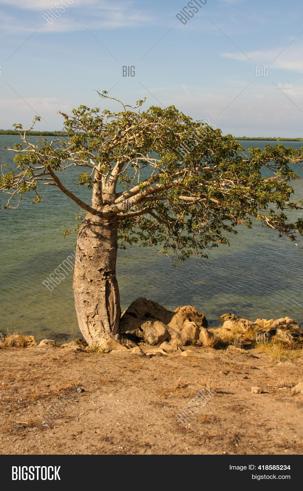 Boabab Tree Aka Image & Photo (Free Trial) | Bigstock