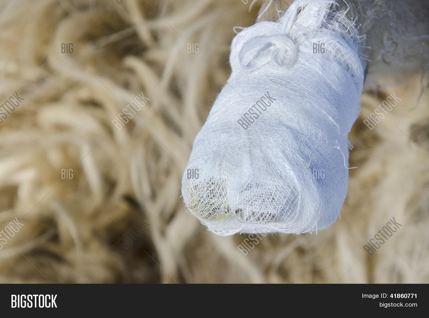 Close Bandaged Sheep Image & Photo (Free Trial) | Bigstock