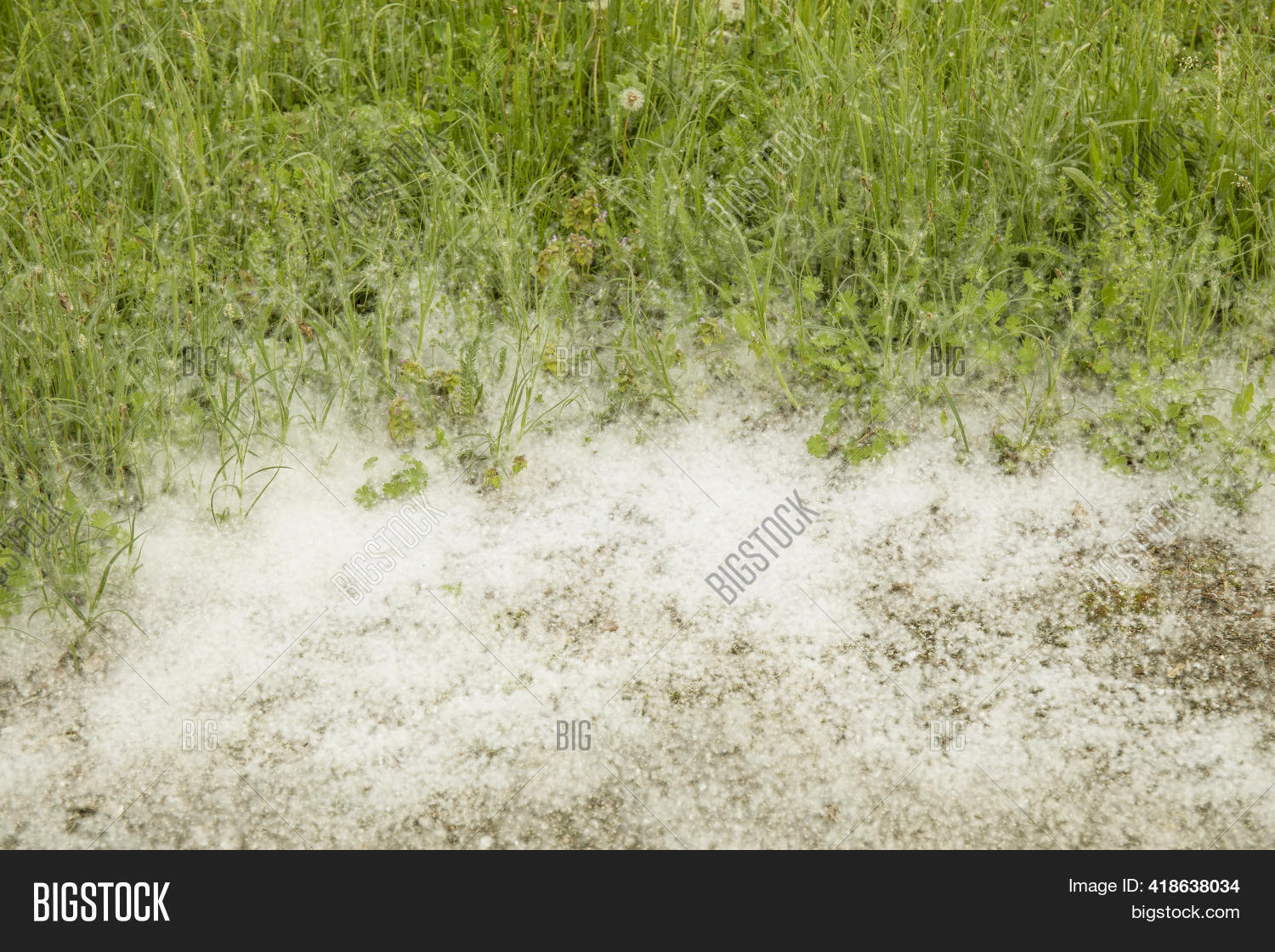 Poplar Fluff On Path Image & Photo (Free Trial) | Bigstock