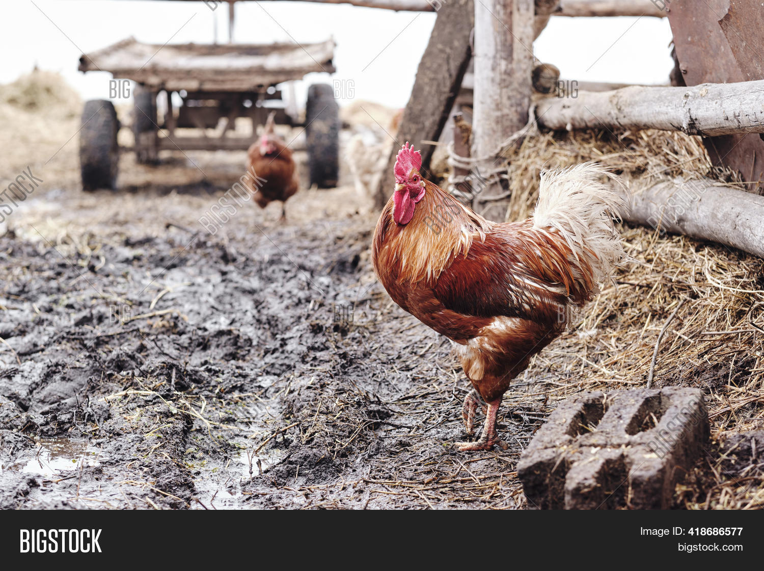 Colorful Rooster Image & Photo (Free Trial) | Bigstock