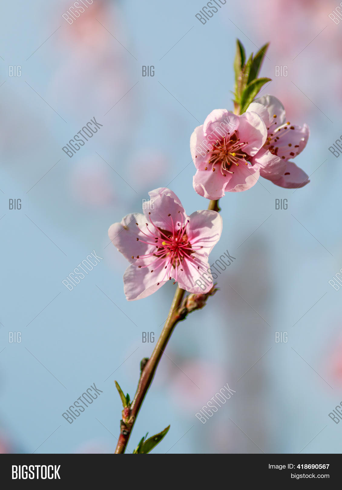 Blossoming Tree Image & Photo (Free Trial) | Bigstock