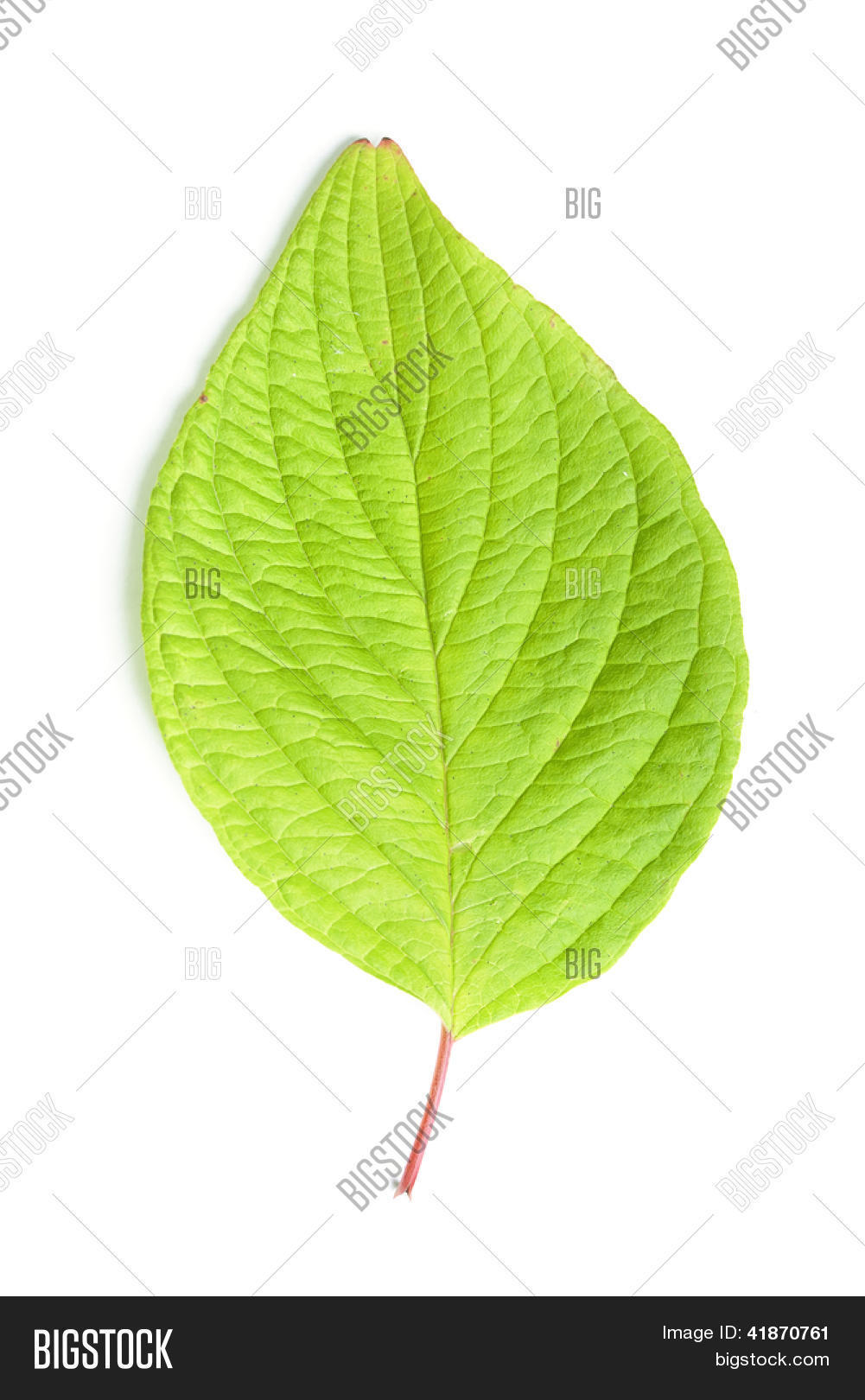 Single Leaf Isolated Image & Photo (Free Trial) | Bigstock