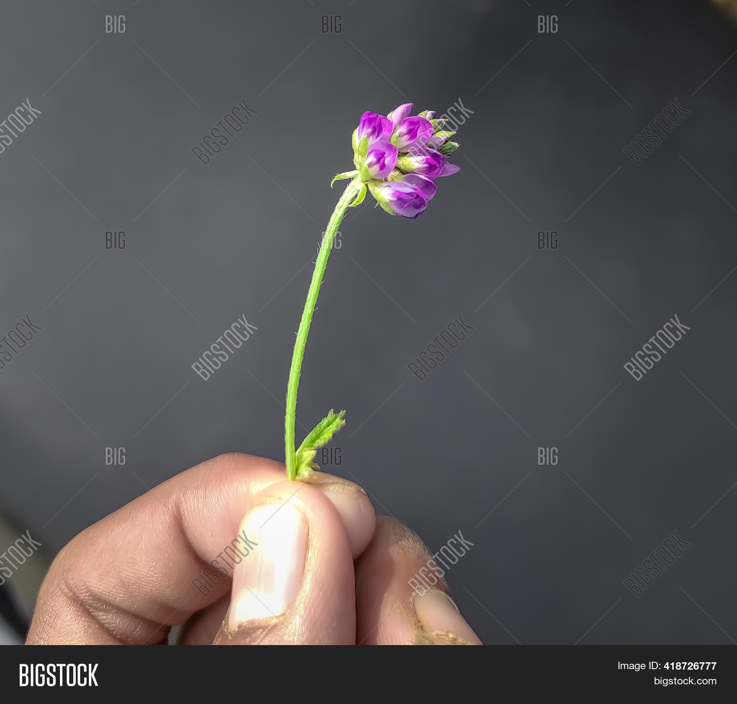 Beautiful Psoralea Image & Photo (Free Trial) | Bigstock