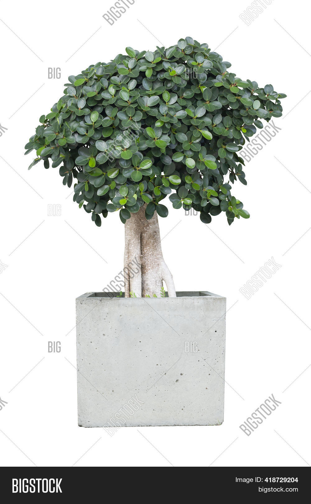 Ficus Microcarpa Pot Image & Photo (Free Trial) | Bigstock