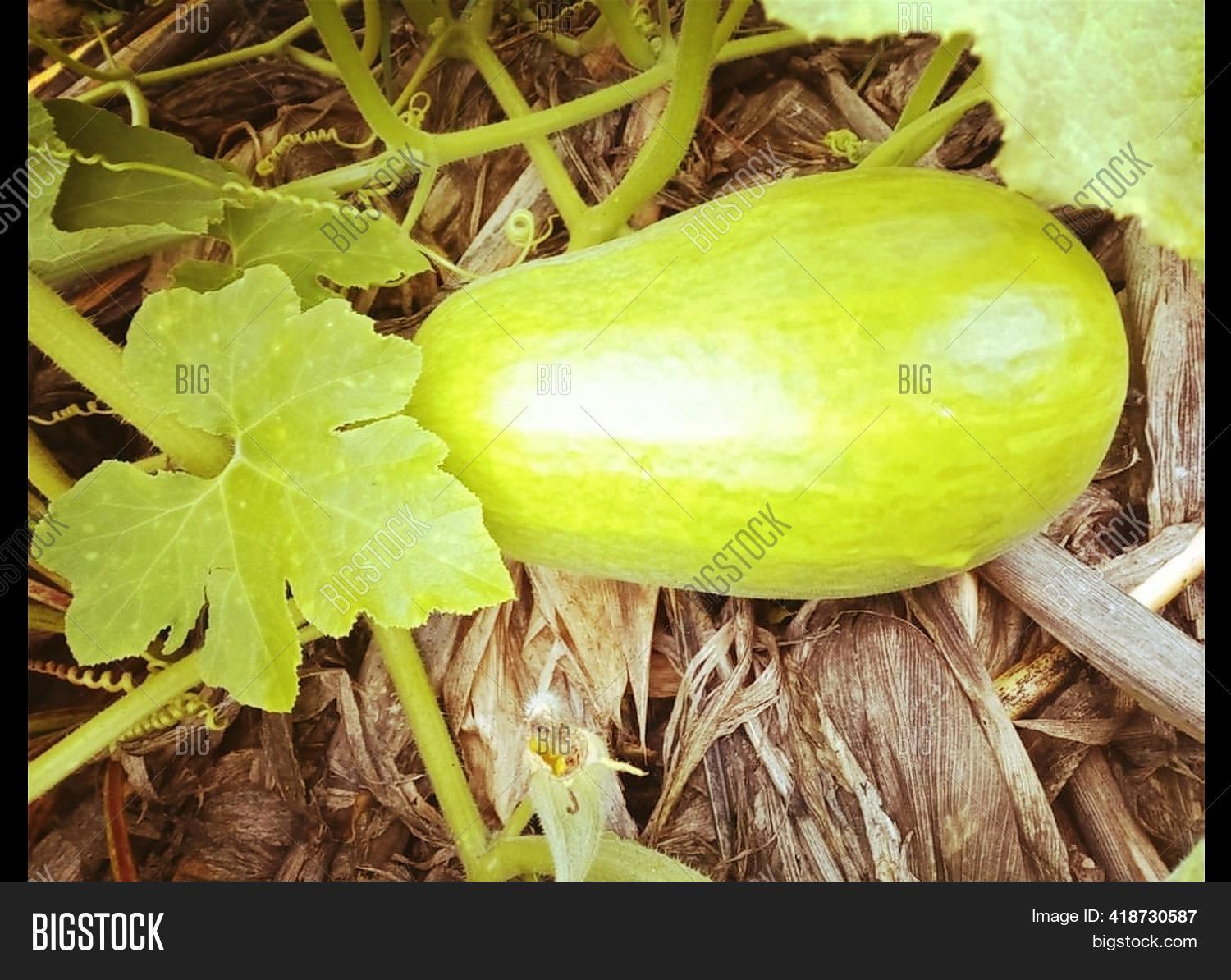Peruvian Squash Edible Image & Photo (Free Trial) | Bigstock