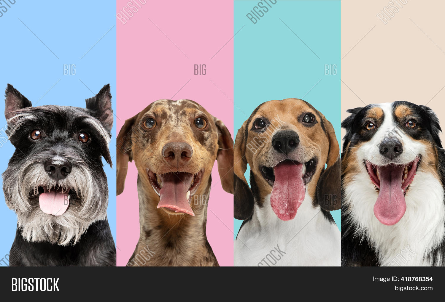 Art Collage Made Funny Image & Photo (Free Trial) | Bigstock