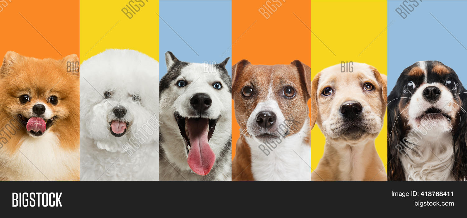 Art Collage Made Funny Image & Photo (Free Trial) | Bigstock