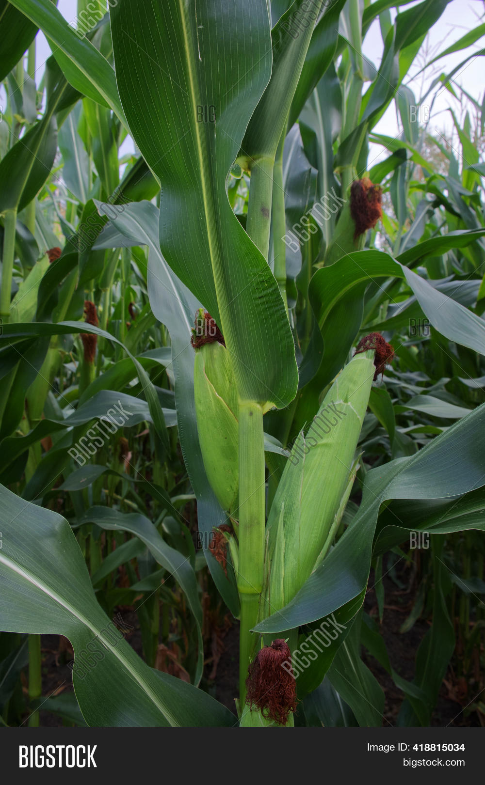 Corn Cobs On Stalks. Image & Photo (Free Trial) | Bigstock