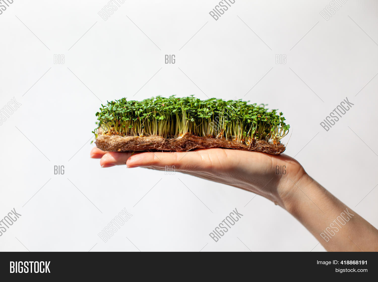 Micro-greens Mustard, Image & Photo (Free Trial) | Bigstock
