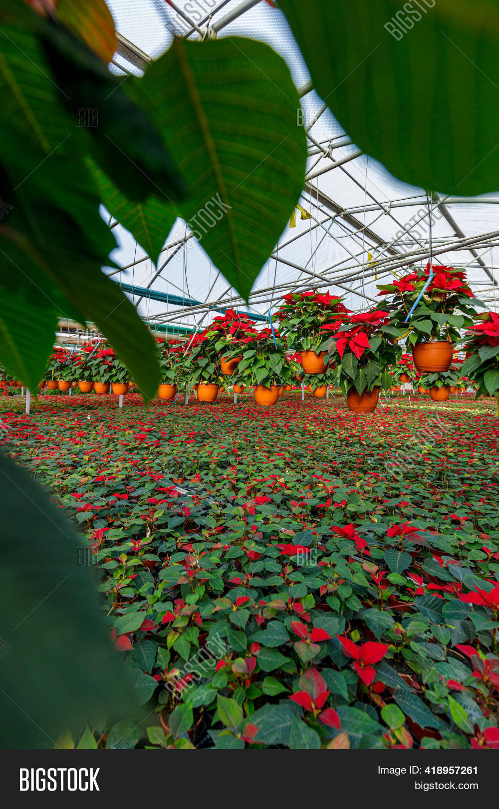 Greenhouse Filled Red Image & Photo (Free Trial) | Bigstock