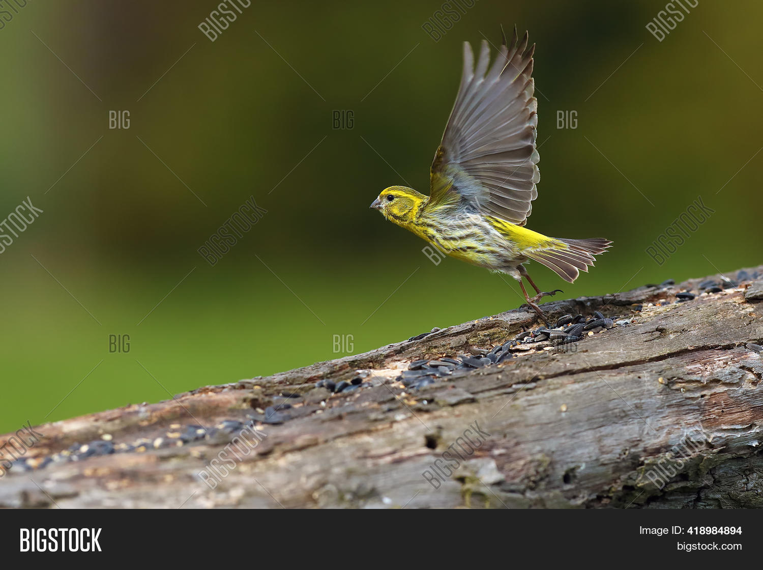 European Serine, Image & Photo (Free Trial) | Bigstock