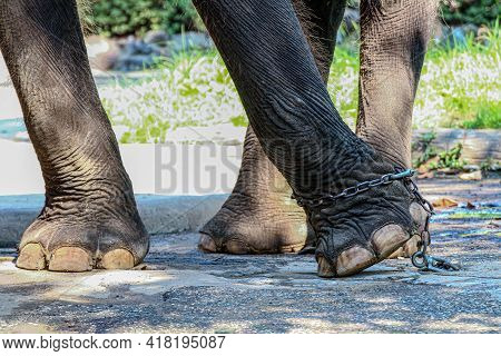 Elephant's Leg Chain Image & Photo (Free Trial) | Bigstock