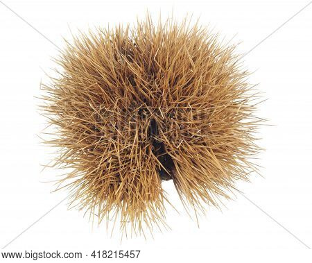 Spiky Chestnut Shell Image & Photo (Free Trial) | Bigstock