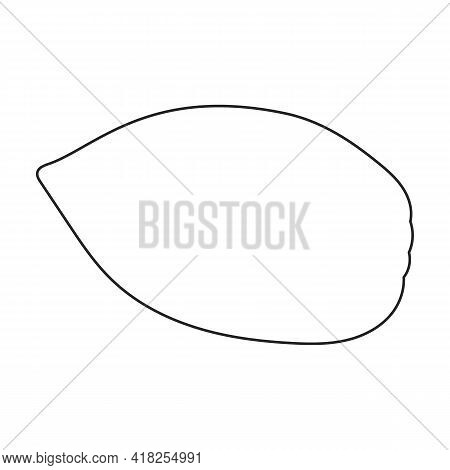 Cocoa Bean Vector Vector & Photo (Free Trial) | Bigstock