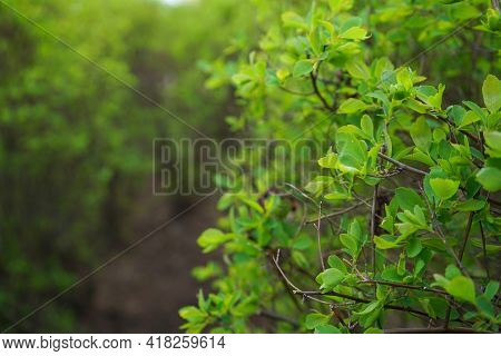 Light Green Bush Image & Photo (Free Trial) | Bigstock