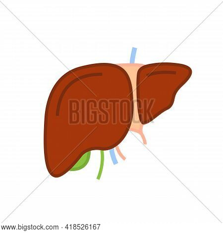 Liver Sign. Internal Vector & Photo (Free Trial) | Bigstock