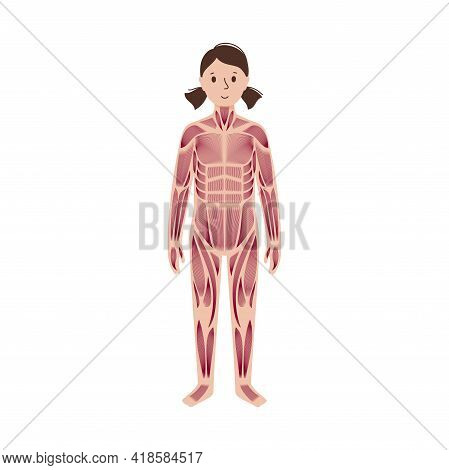 Human Muscular System Vector & Photo (Free Trial) | Bigstock