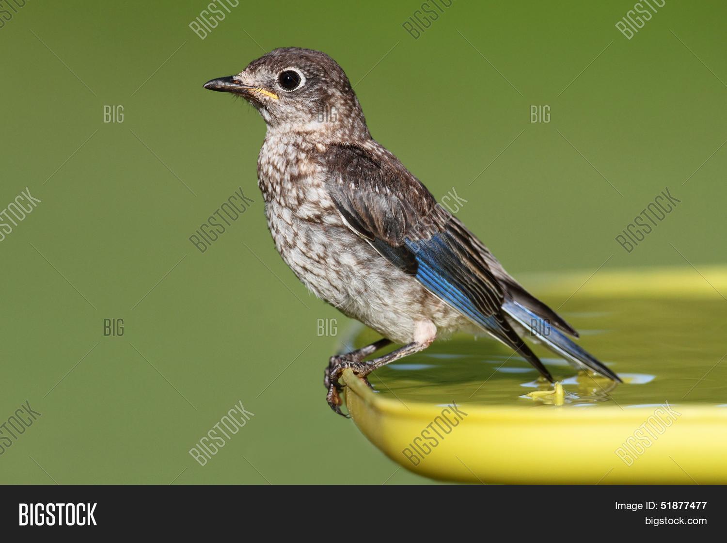 Baby Eastern Bluebird Image & Photo (Free Trial) | Bigstock
