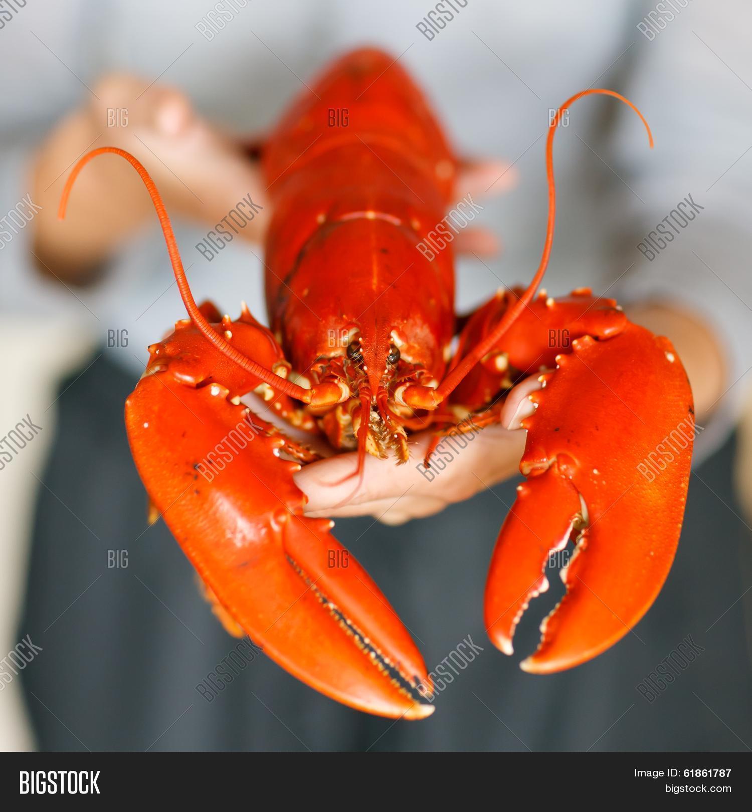 Closeup Woman Hands Image & Photo (Free Trial) | Bigstock