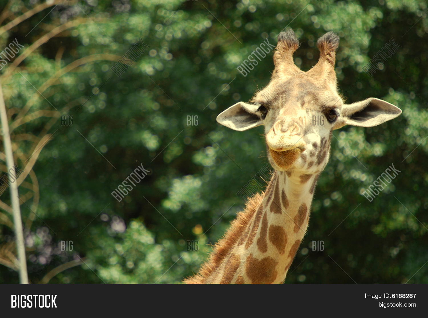Curious Giraffe Image & Photo (Free Trial) | Bigstock