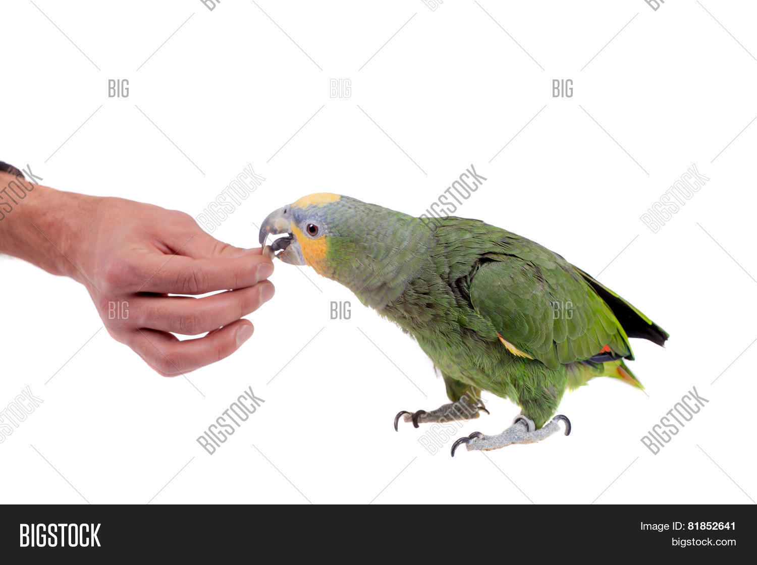 Orange-winged Amazon Image & Photo (Free Trial) | Bigstock