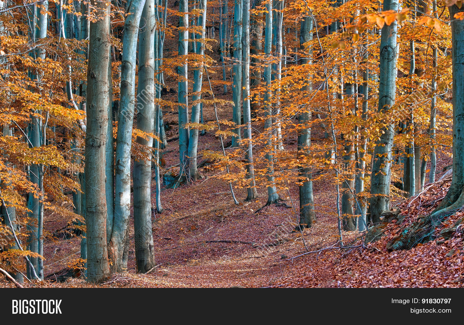 Forest Autumn Image & Photo (Free Trial) | Bigstock