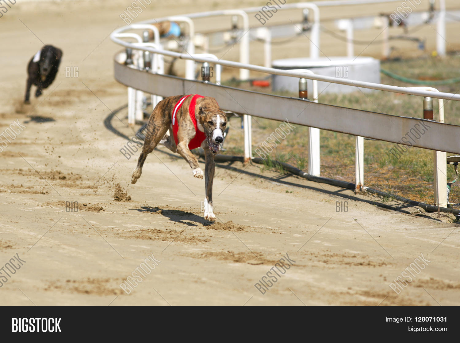 Greyhound Dogs Racing Image & Photo (Free Trial) | Bigstock