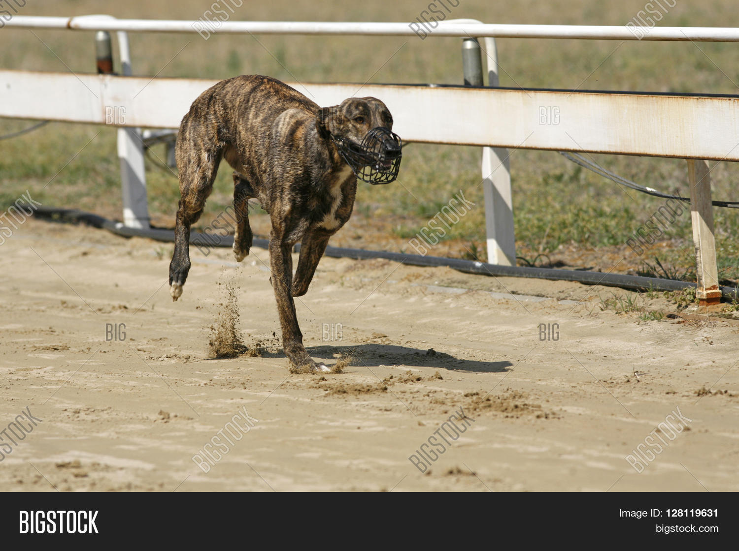 Sprinting Dynamic Image & Photo (Free Trial) | Bigstock