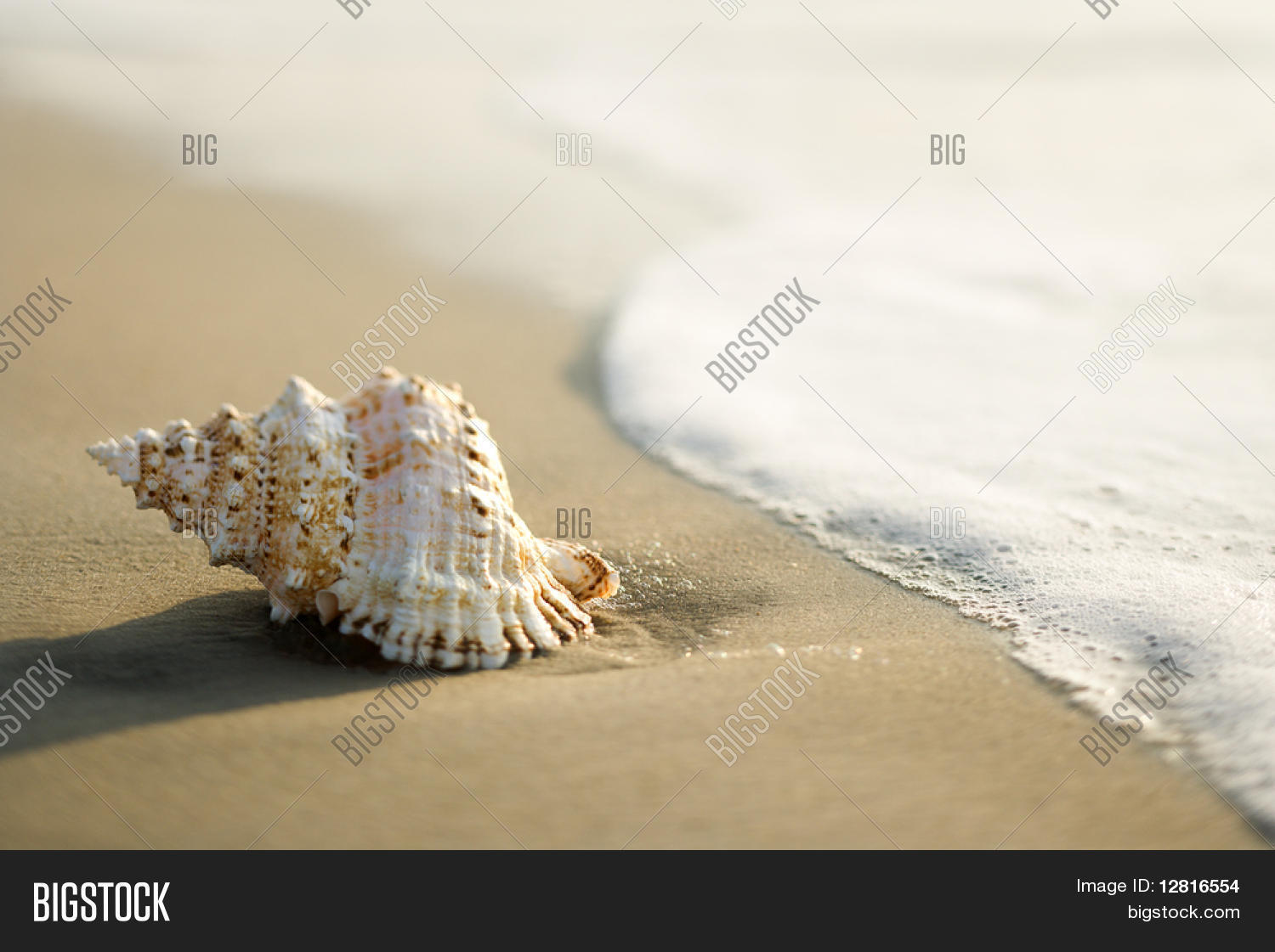Conch Shell On Beach Image & Photo (Free Trial) | Bigstock