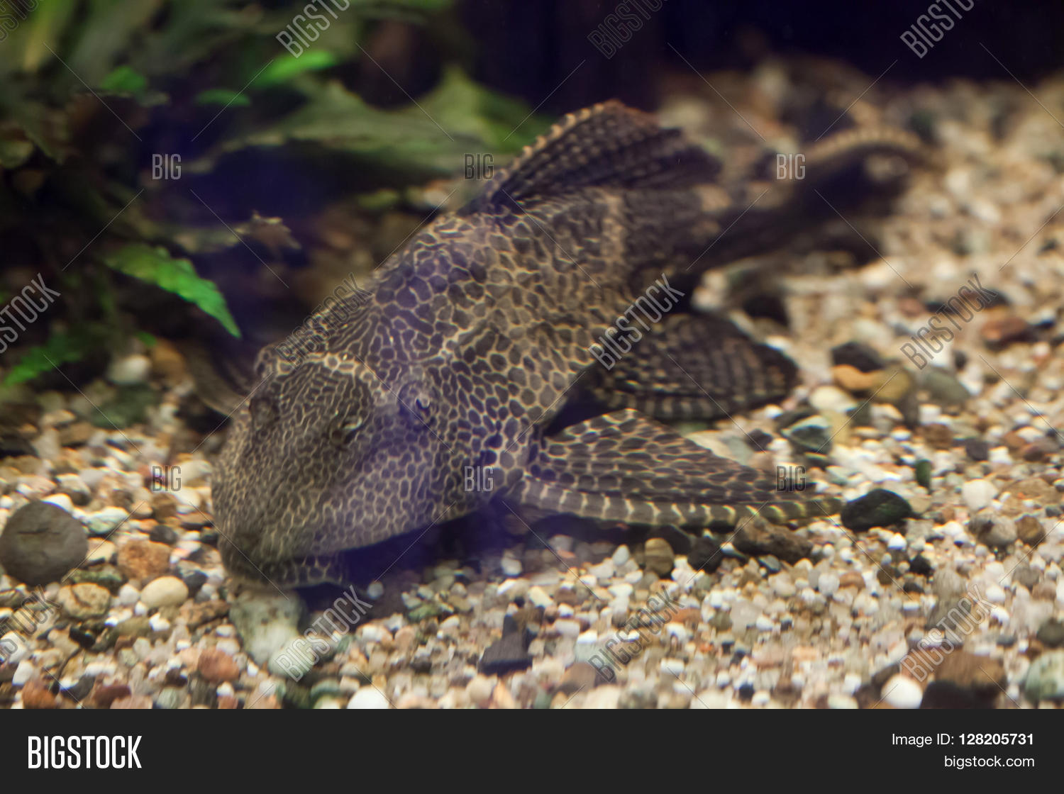 Orinoco Sailfin Image & Photo (Free Trial) | Bigstock