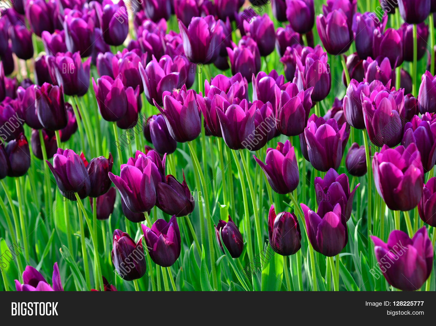 Field Purple Tulips Image & Photo (Free Trial) | Bigstock