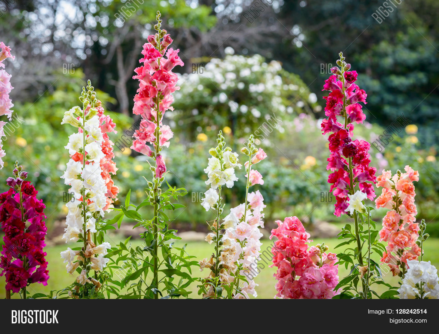 Snap Dragon Flower ( Image & Photo (Free Trial) | Bigstock