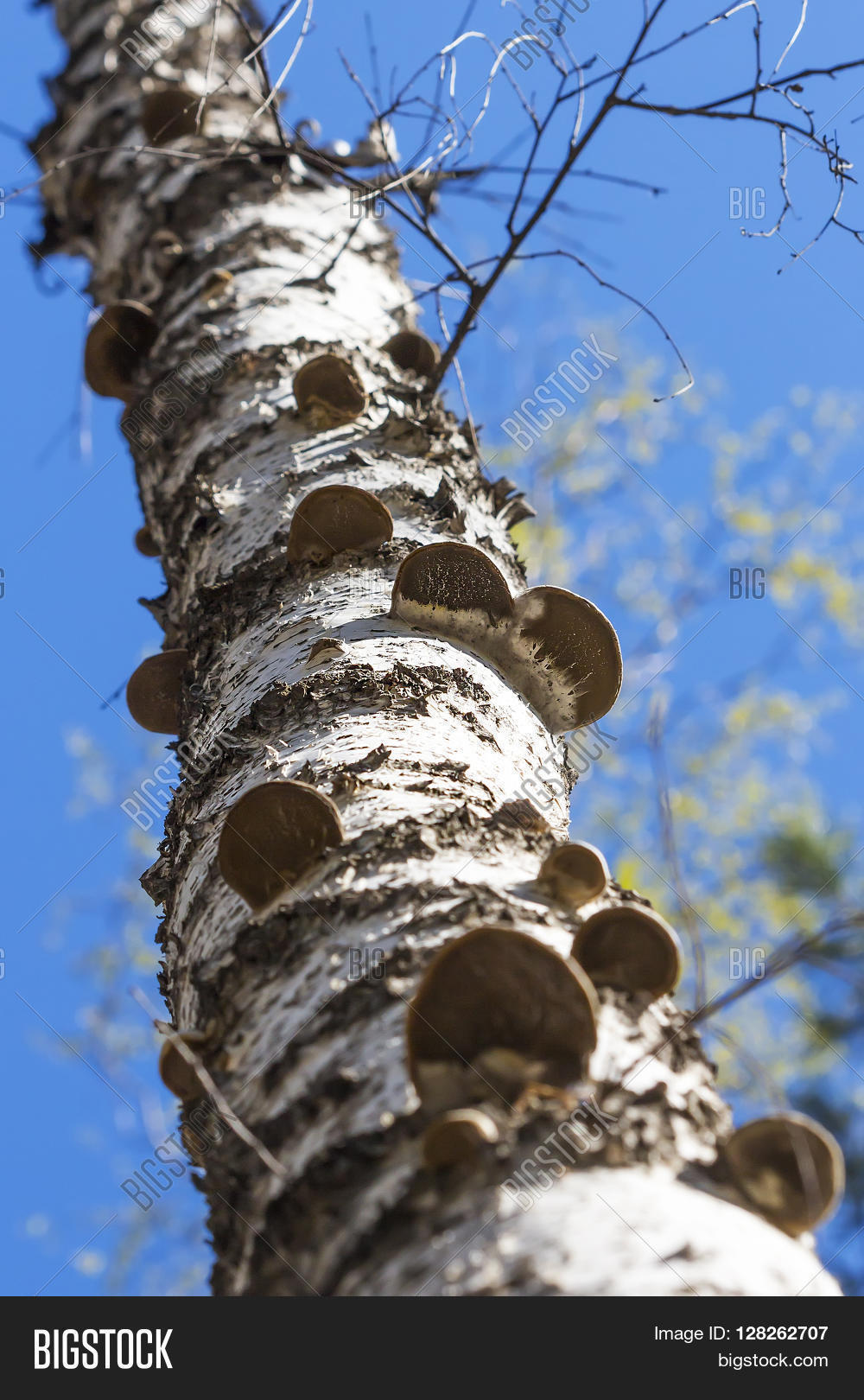 Fungus Saprophyte - Image & Photo (Free Trial) | Bigstock