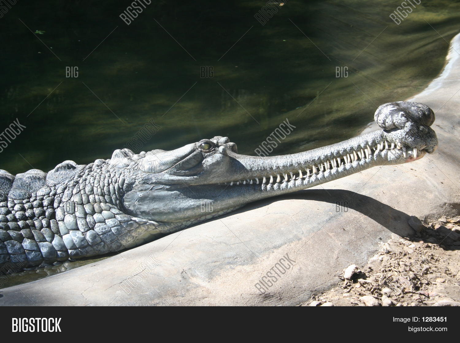 Indian Gharial Image & Photo (Free Trial) | Bigstock