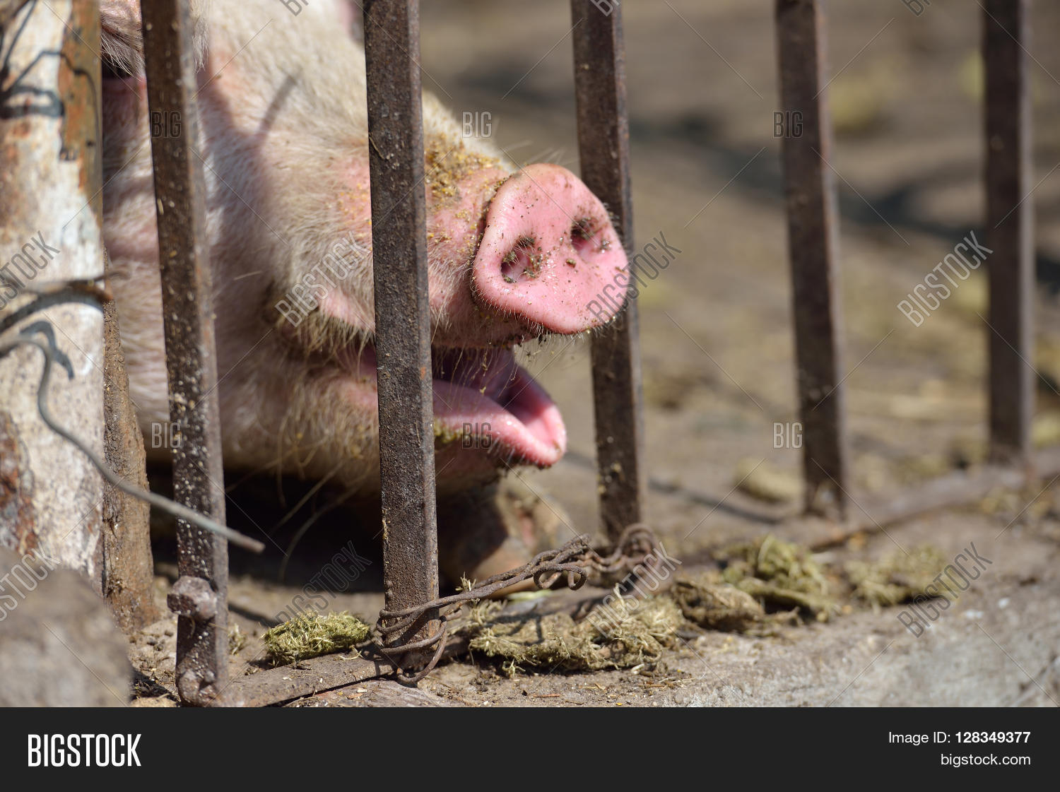 Close Pig Snout Pull Image & Photo (Free Trial) | Bigstock