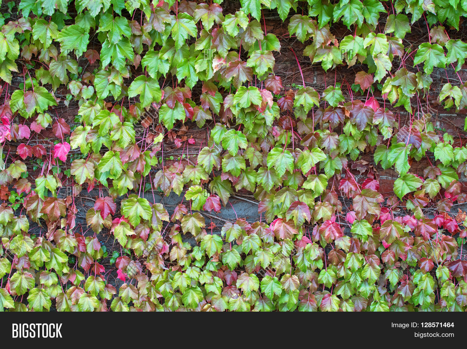 Climbing Plant, Ivy Image & Photo (Free Trial) | Bigstock