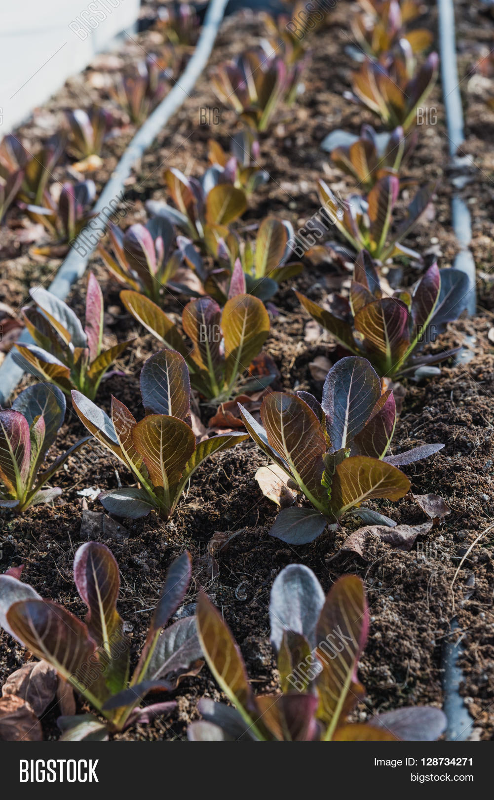 Organic Red Cos Plant Image & Photo (Free Trial) | Bigstock