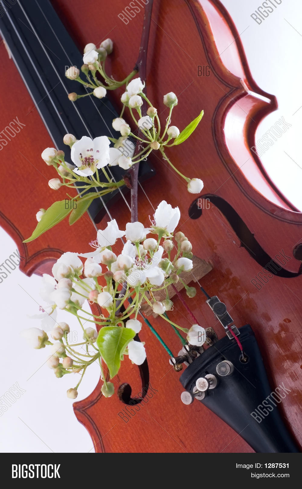 Violin Flowers Image & Photo (Free Trial) | Bigstock