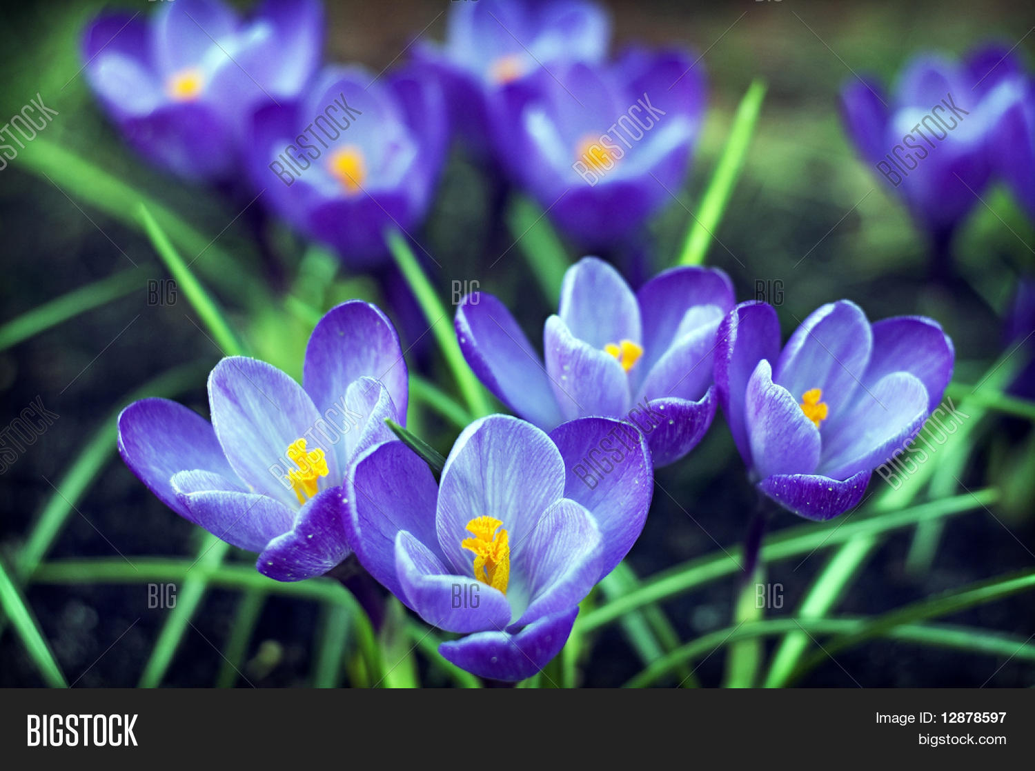 Spring Blooming Image & Photo (Free Trial) | Bigstock