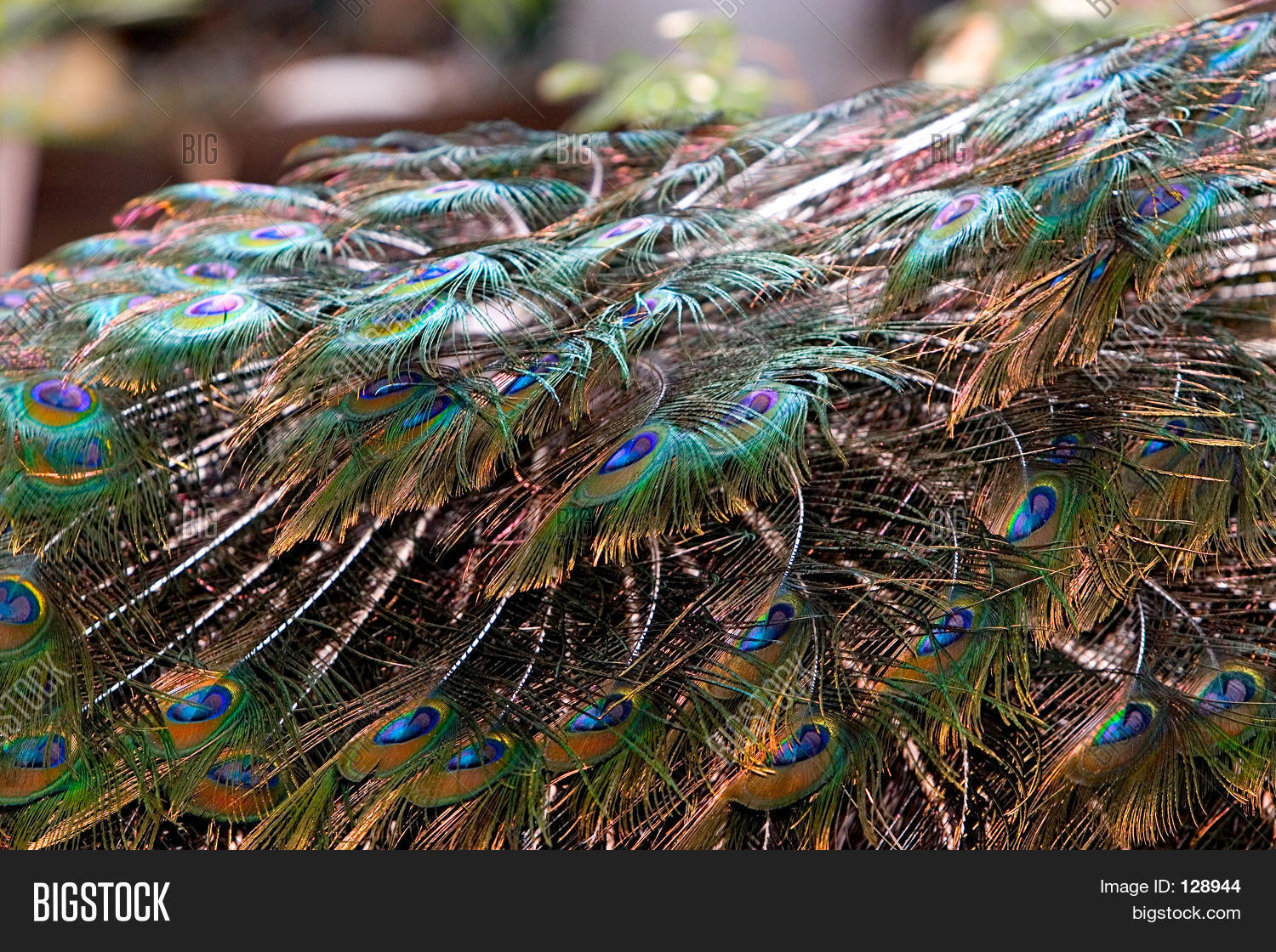 Peacock Feathers Image & Photo (Free Trial) | Bigstock