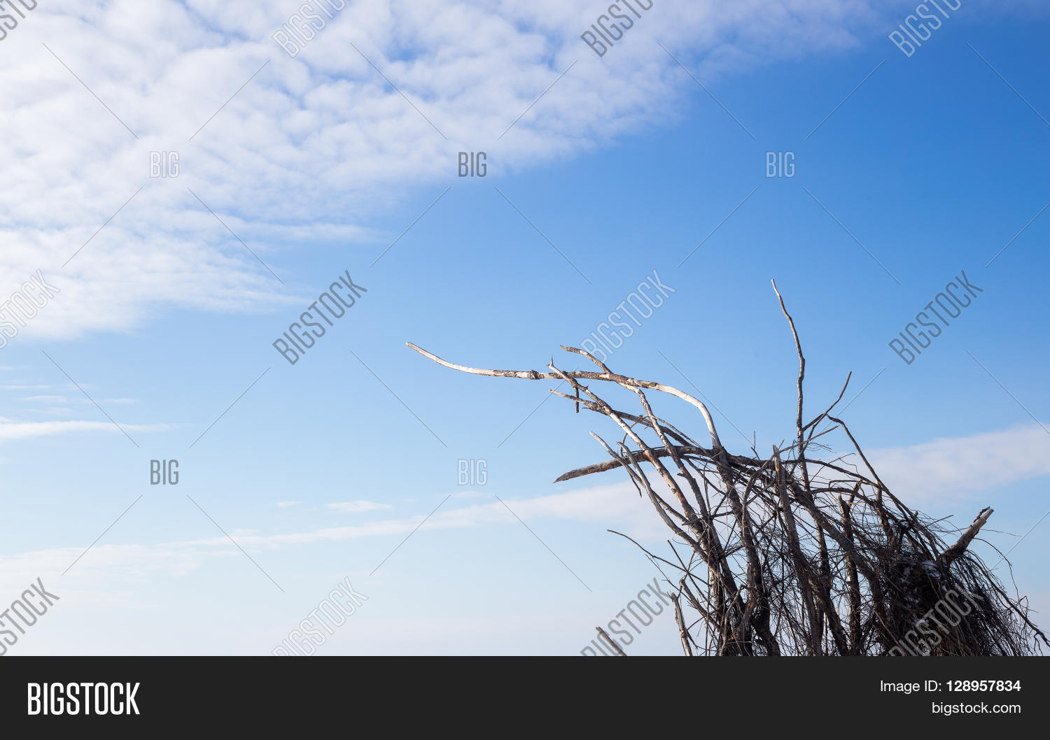 Dry Tree Branches Image & Photo (Free Trial) | Bigstock