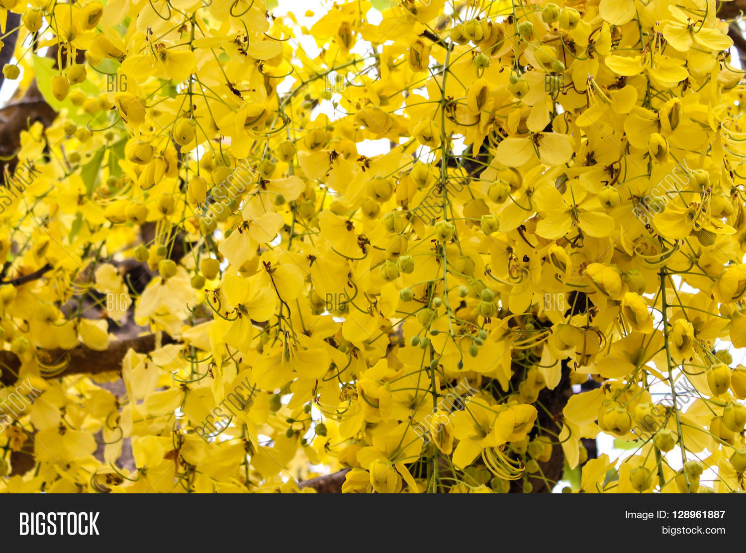 Ratchaphruek Thailand Image & Photo (Free Trial) | Bigstock